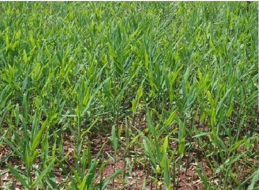 Organic Ginger Certification and Value Chain Sub-S - GlobalGiving