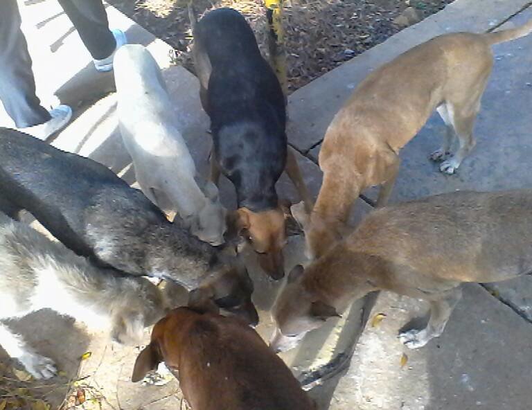 Help ease the suffering of Venezuelan dogs & cats - GlobalGiving
