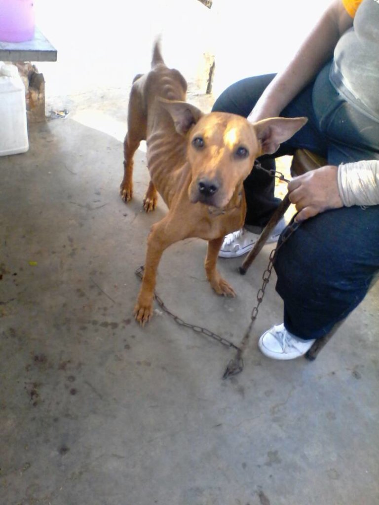 Help ease the suffering of Venezuelan dogs & cats - GlobalGiving