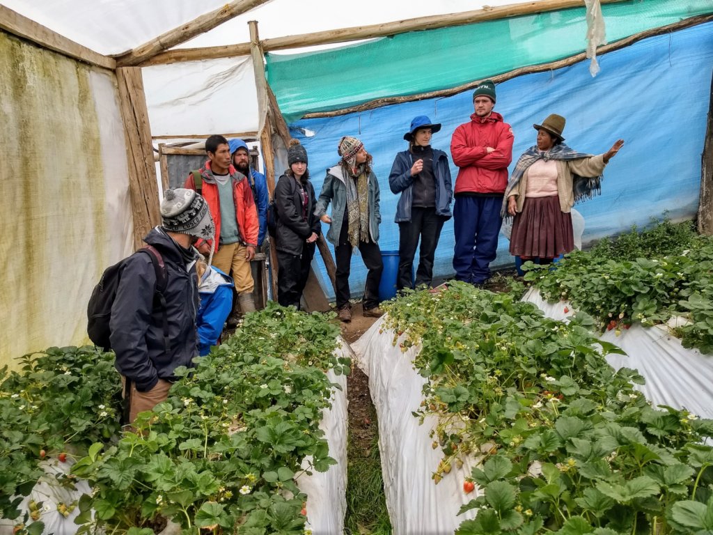 Sustainable livelihoods for rural Andean farmers - GlobalGiving