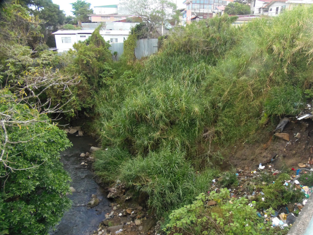 Reforestation of Costa Rica's urban riverbanks - GlobalGiving