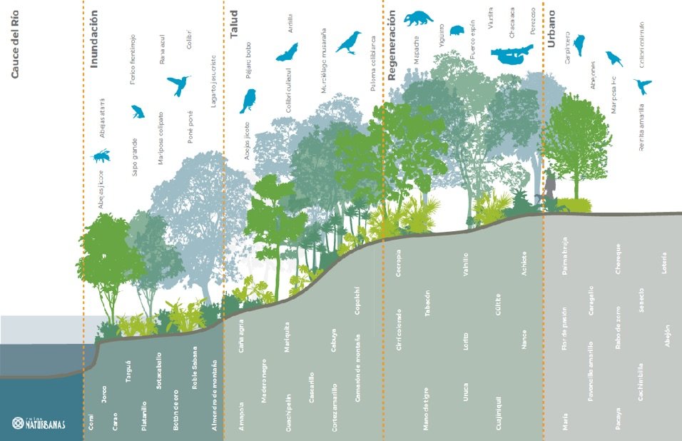 Reforestation of Costa Rica's urban riverbanks - GlobalGiving