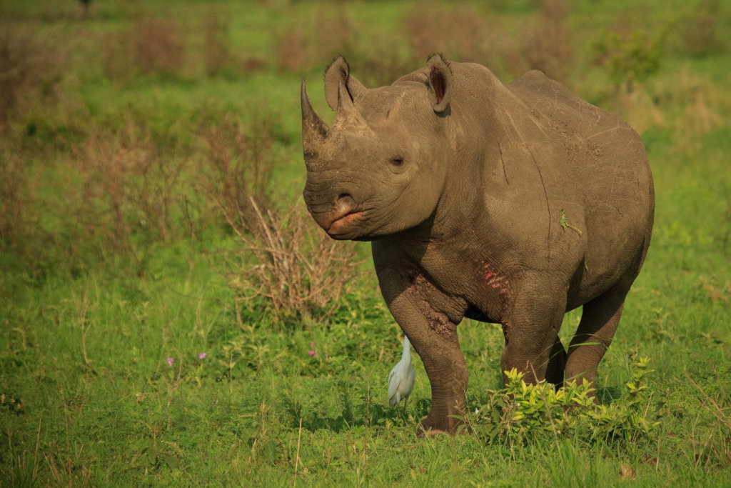 Reports on Project Rhino K9 Unit: Defending African Wildlife - GlobalGiving