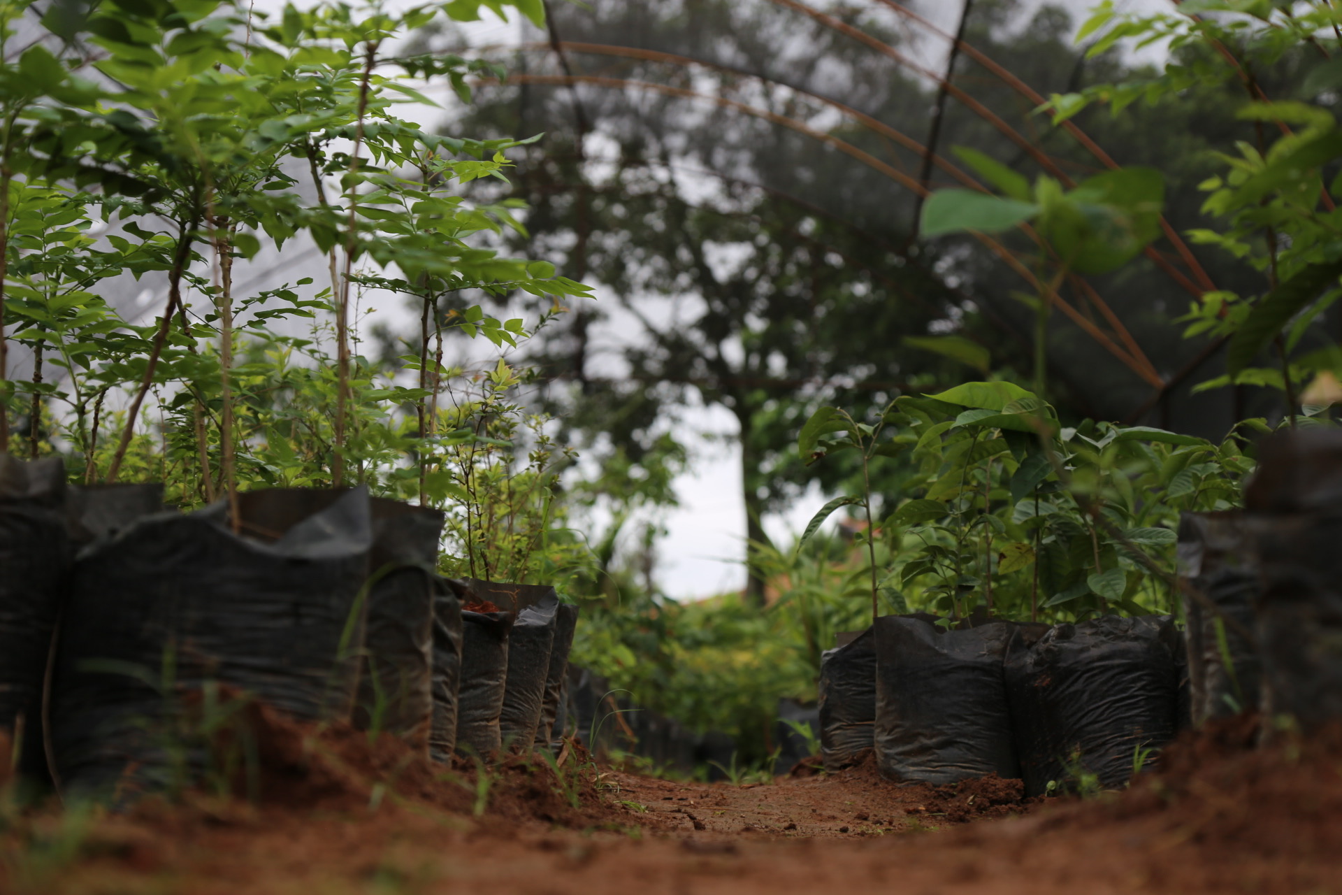 Photos from Replanting fruit trees in Brazil - GlobalGiving