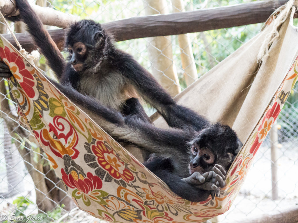 Returning spider monkeys to Belize's forests - GlobalGiving