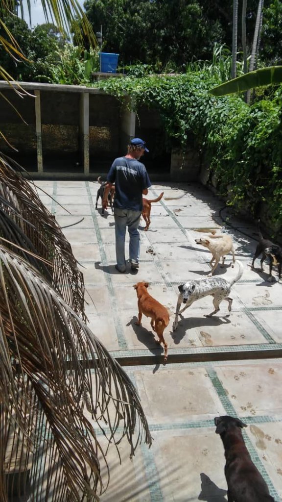 Improve the life of 270 rescued dogs in Venezuela - GlobalGiving