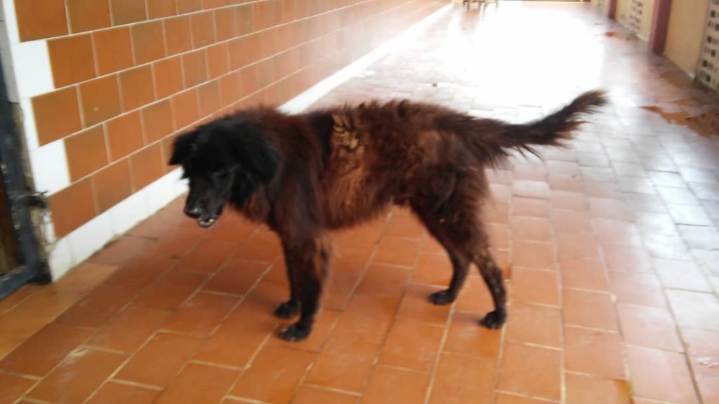 Improve the life of 270 rescued dogs in Venezuela - GlobalGiving