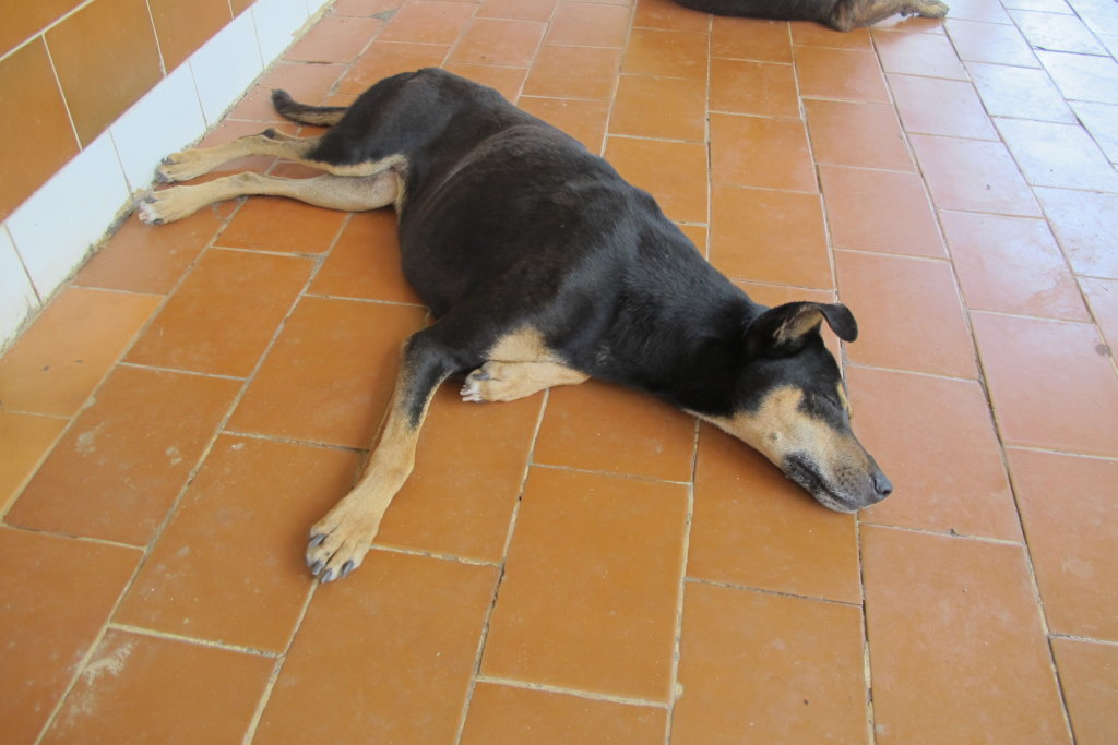 Improve the life of 270 rescued dogs in Venezuela - GlobalGiving