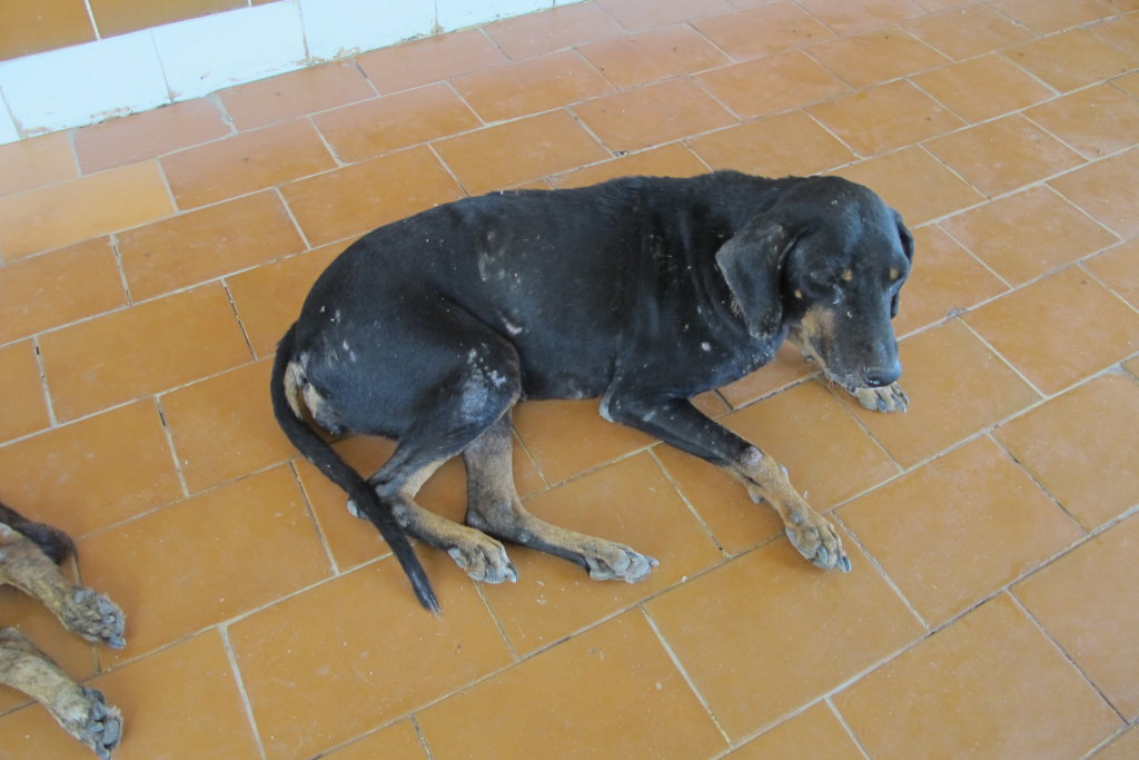 Improve the life of 270 rescued dogs in Venezuela - GlobalGiving