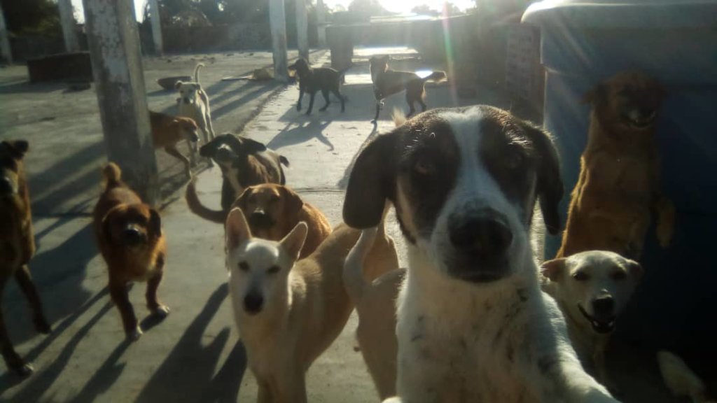 Improve the life of 270 rescued dogs in Venezuela - GlobalGiving