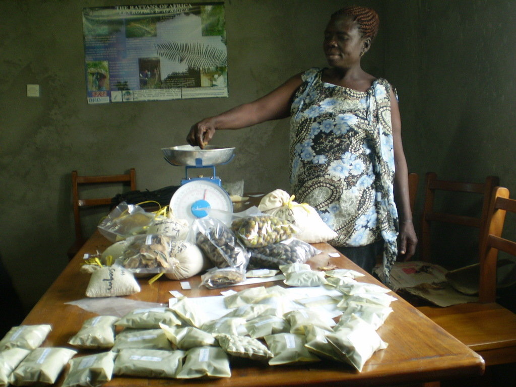 Training and seeds for reforestation in Cameroon - GlobalGiving