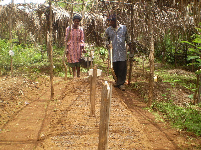 Training and seeds for reforestation in Cameroon - GlobalGiving