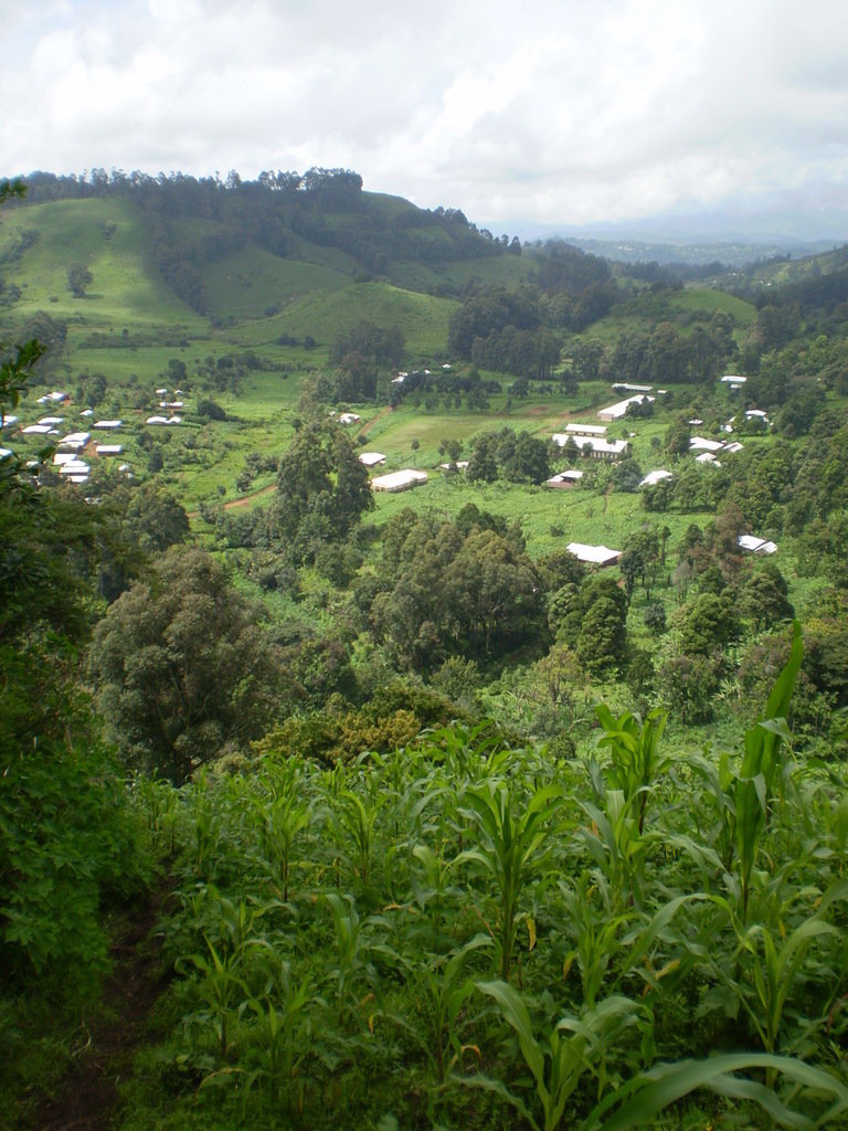 Training and seeds for reforestation in Cameroon - GlobalGiving
