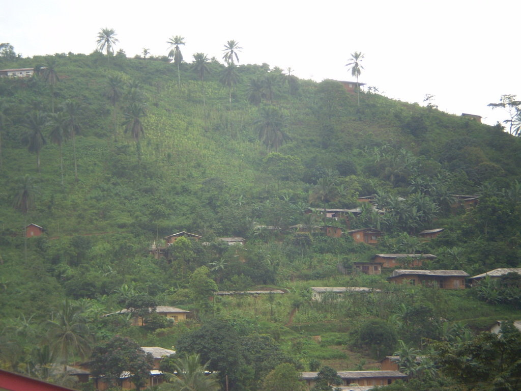 Training and seeds for reforestation in Cameroon - GlobalGiving
