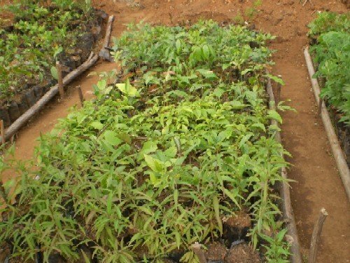 Training and seeds for reforestation in Cameroon - GlobalGiving