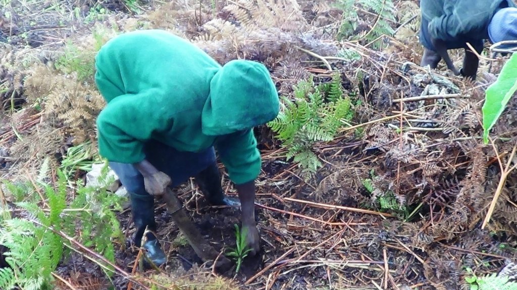Mount Kenya Landscape Restoration - GlobalGiving