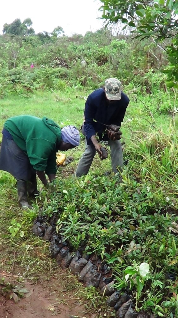 Mount Kenya Landscape Restoration - GlobalGiving