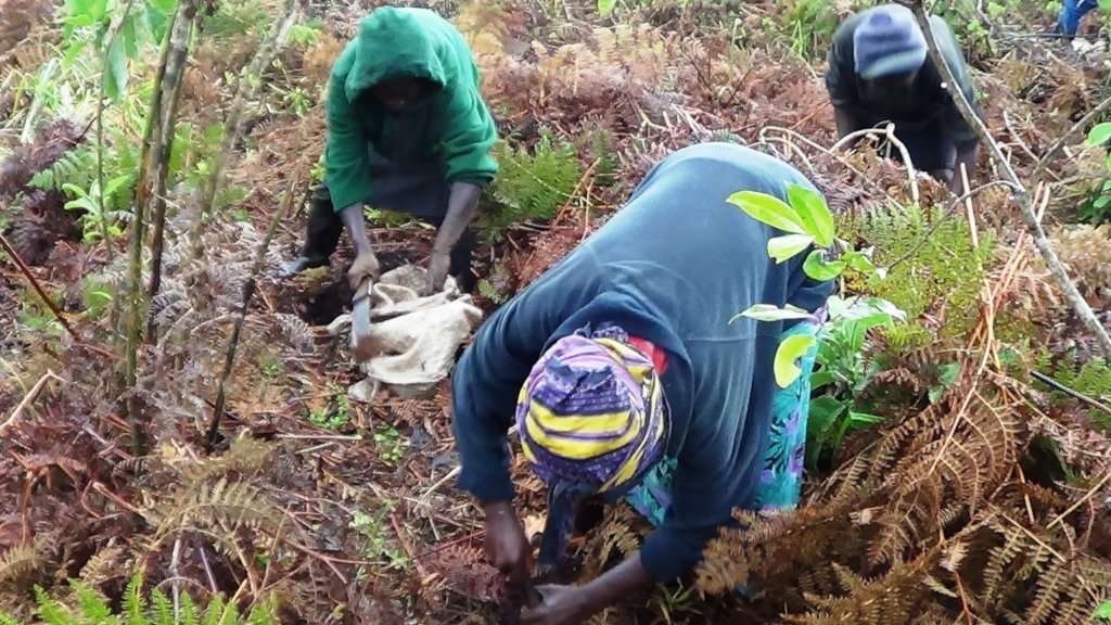 Mount Kenya Landscape Restoration - GlobalGiving
