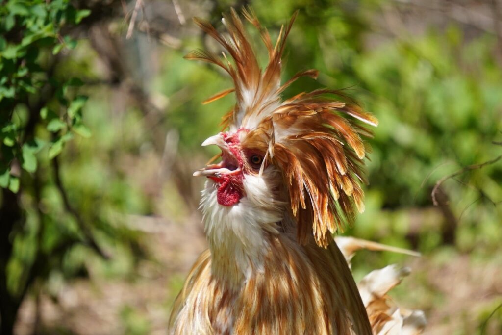 Reports on The Rooster Project - GlobalGiving