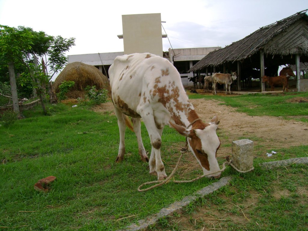 Save the cow and secure their future - GlobalGiving