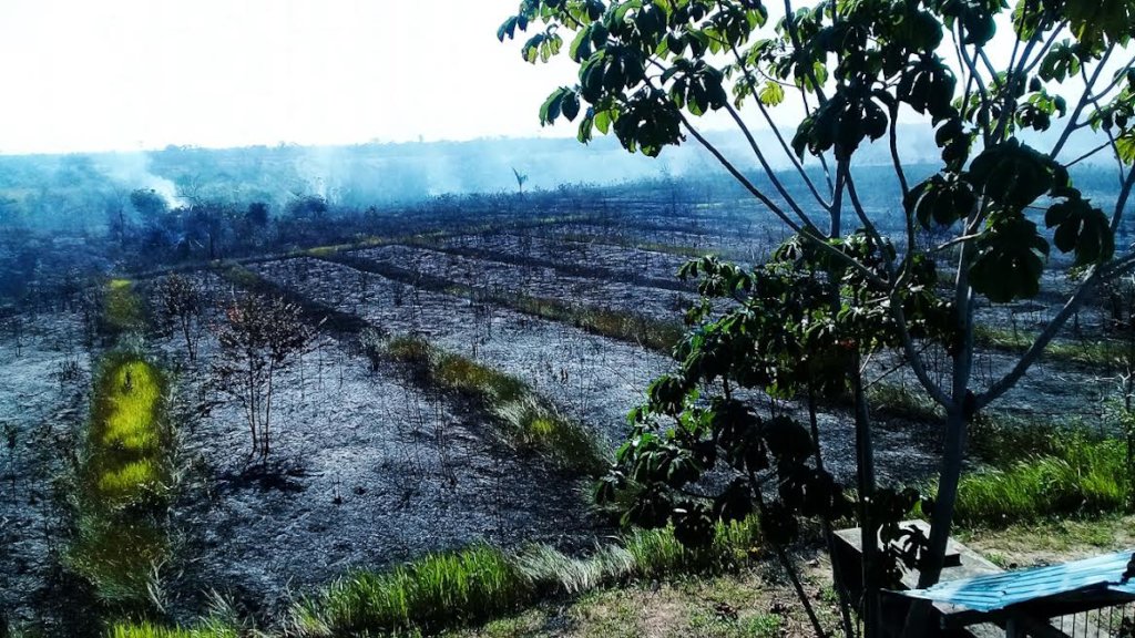 Reforest 20 hectares in the Amazon - GlobalGiving