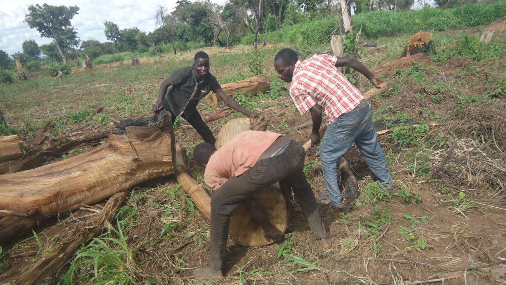 Lets Save Our Trees Project Globalgiving