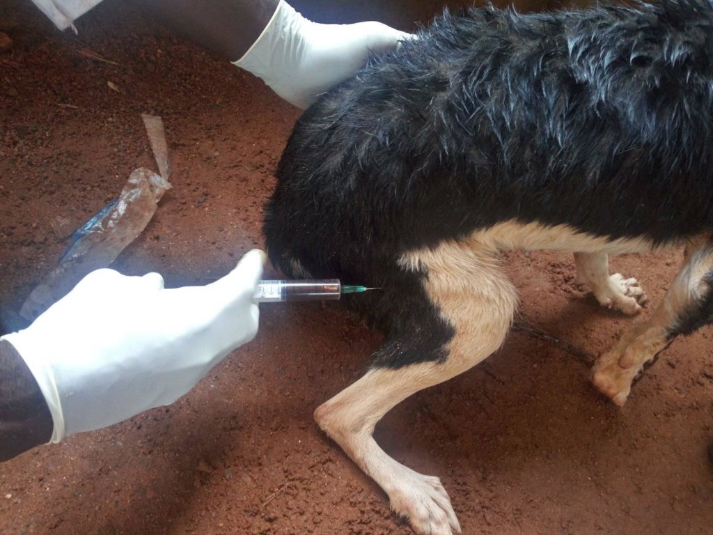 Save hundreds of dogs in rural Cameroon. - GlobalGiving