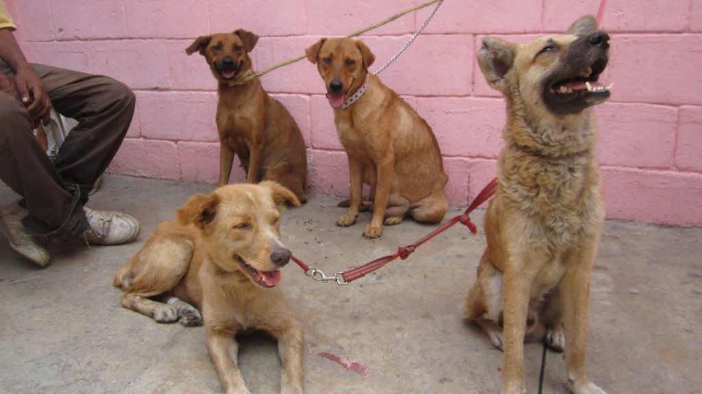 Help us stop cancerous tumours in Venezuelan dogs - GlobalGiving
