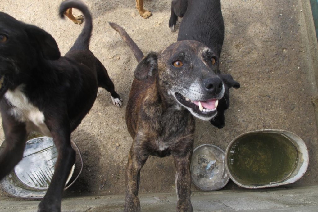 Help us stop cancerous tumours in Venezuelan dogs - GlobalGiving