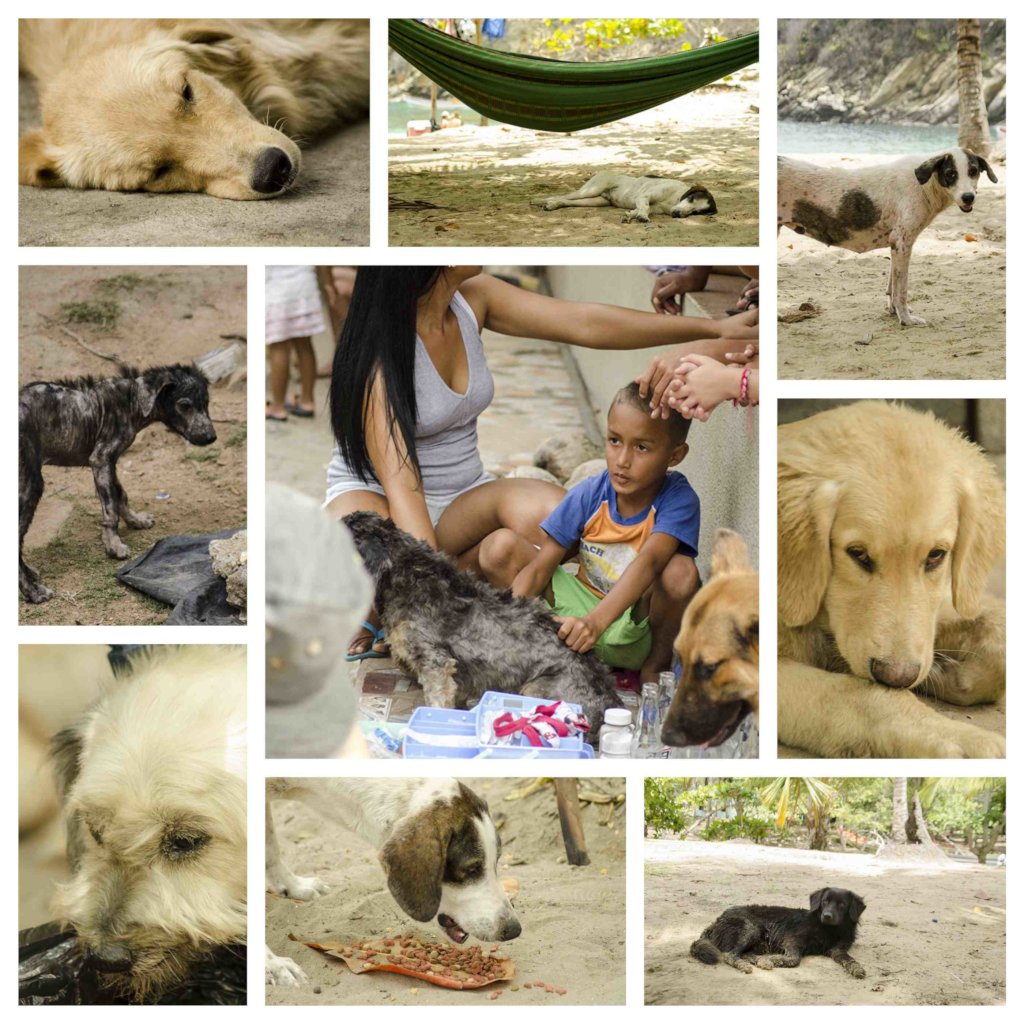 Help us stop cancerous tumours in Venezuelan dogs - GlobalGiving