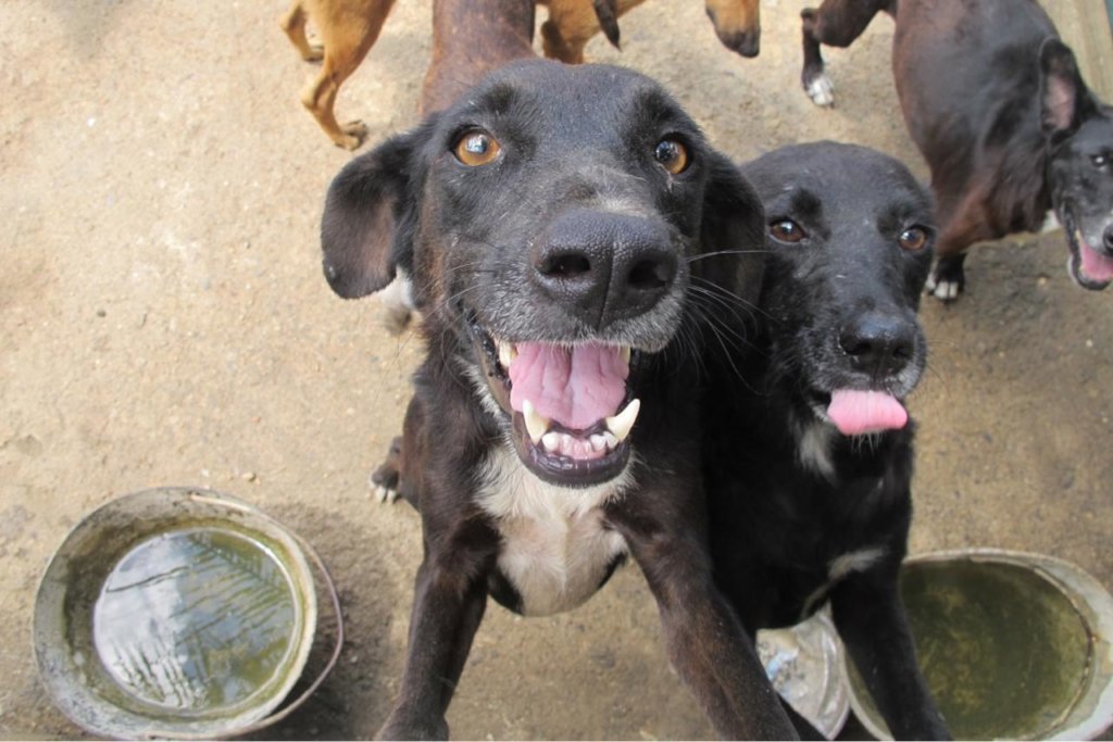 Help us stop cancerous tumours in Venezuelan dogs - GlobalGiving