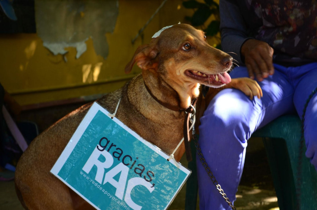 Reports on Help us stop cancerous tumours in Venezuelan dogs - GlobalGiving