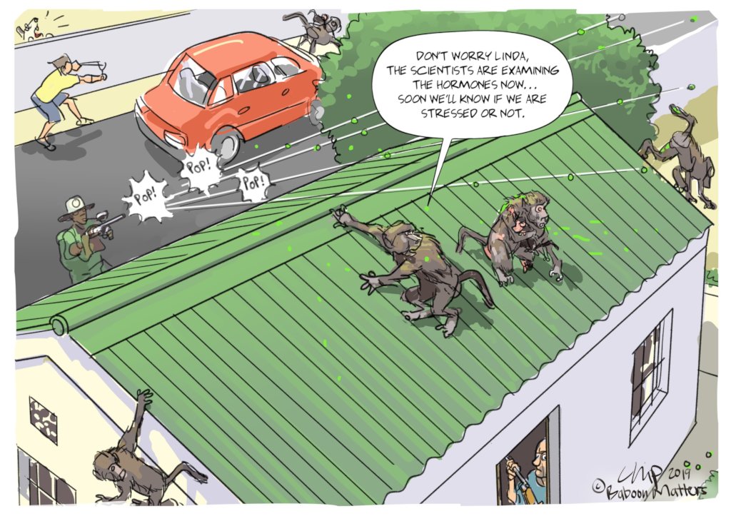 Reports on Stop Killing Baboons! - GlobalGiving