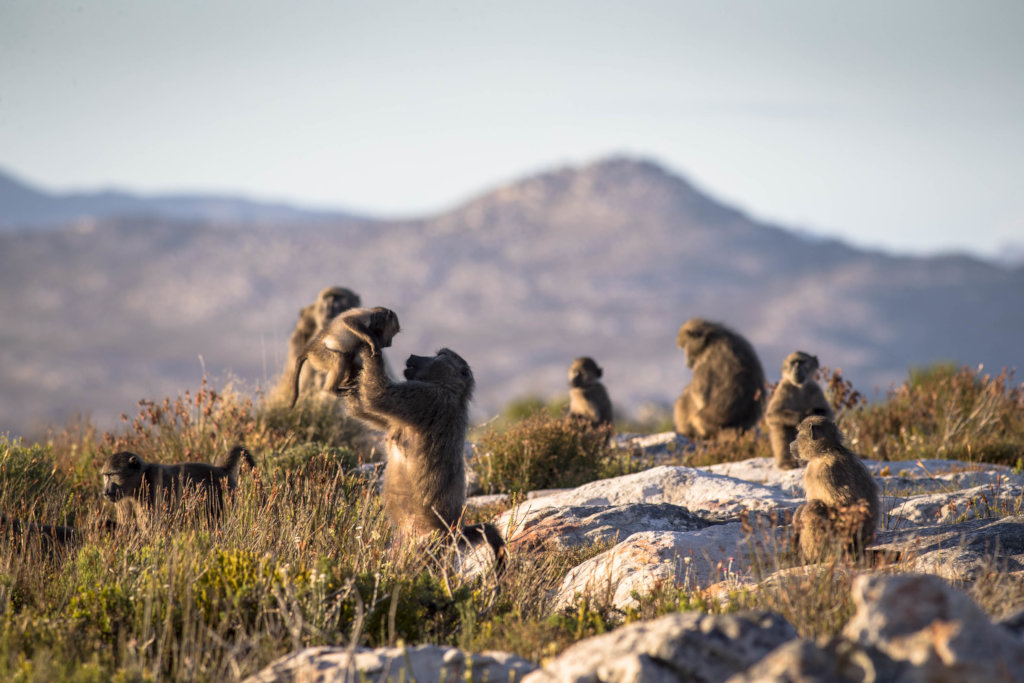 Stop Killing Baboons! - GlobalGiving