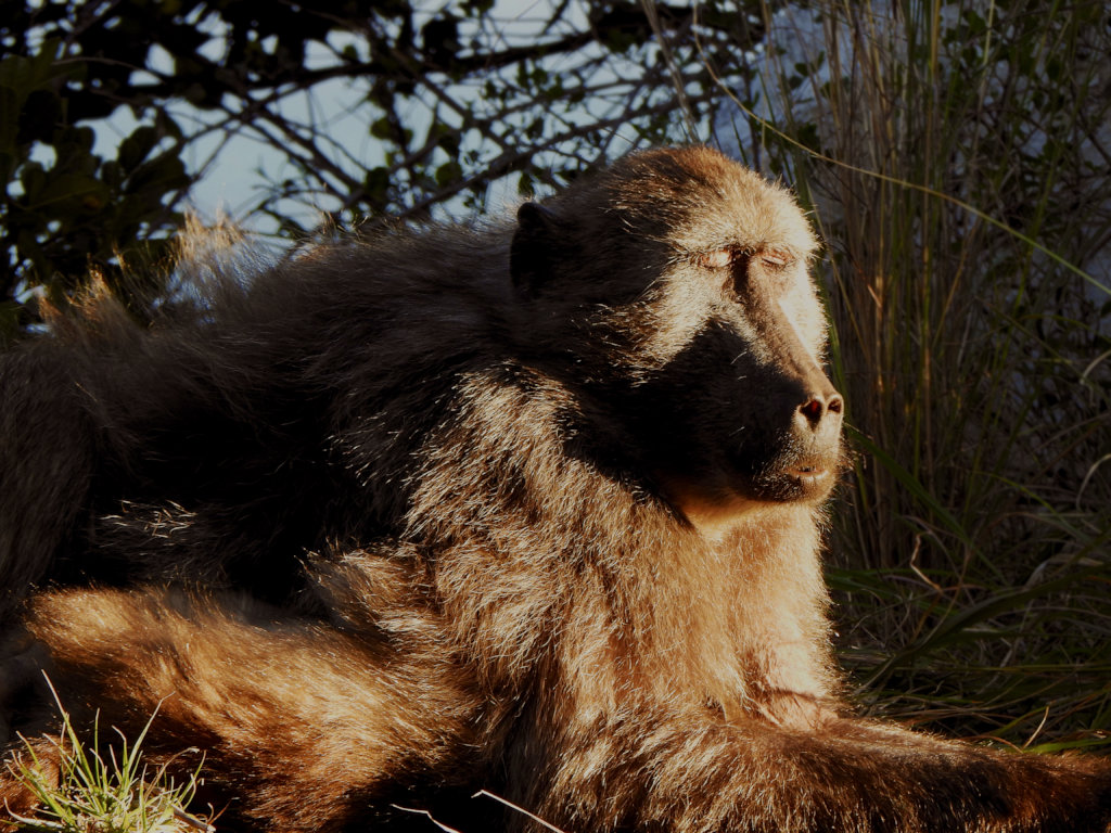 Stop Killing Baboons! - GlobalGiving