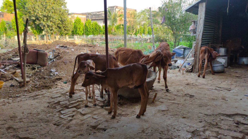 Reports on Shelter & Care for 58 cows in INDIA - GlobalGiving