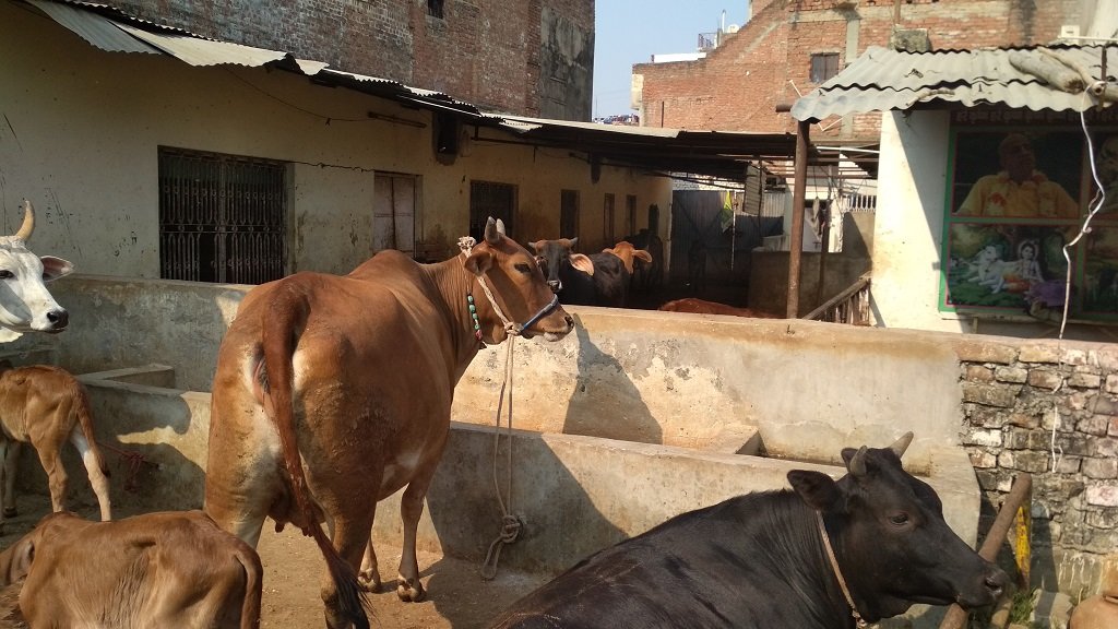 Shelter & Care for 58 cows in INDIA - GlobalGiving