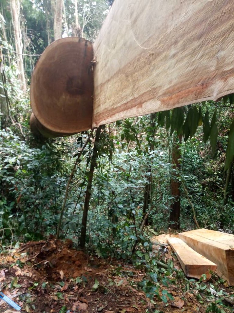 Let's save 5000ha of endangered forest in Cameroon - GlobalGiving