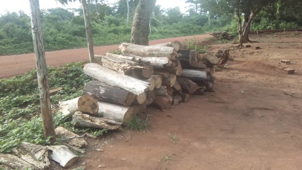 Let's save 5000ha of endangered forest in Cameroon - GlobalGiving