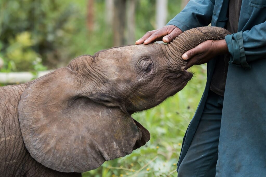 Reports on Protecting Elephants - GlobalGiving