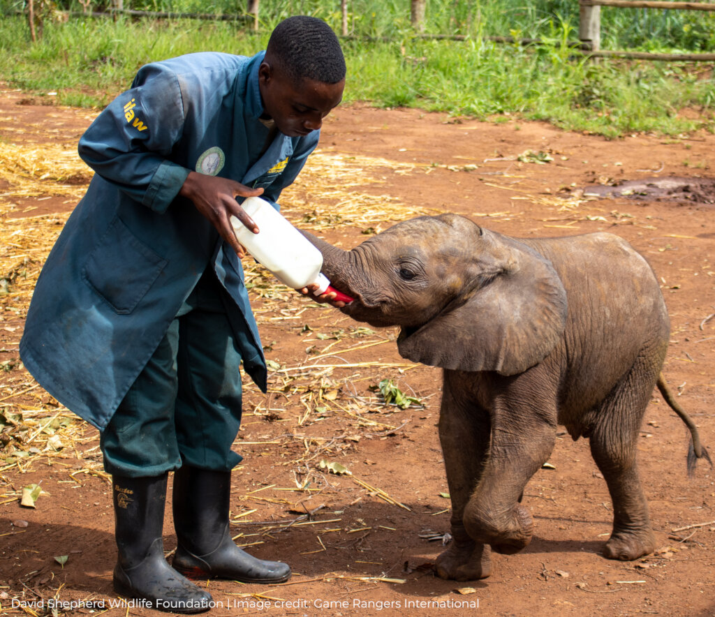 Protecting Elephants - GlobalGiving