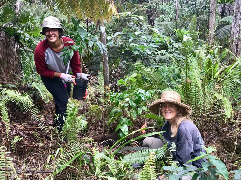 Photos from Planting native trees to save Hawaiian forests - GlobalGiving