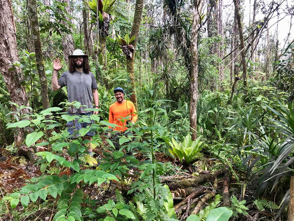 Photos from Planting native trees to save Hawaiian forests - GlobalGiving