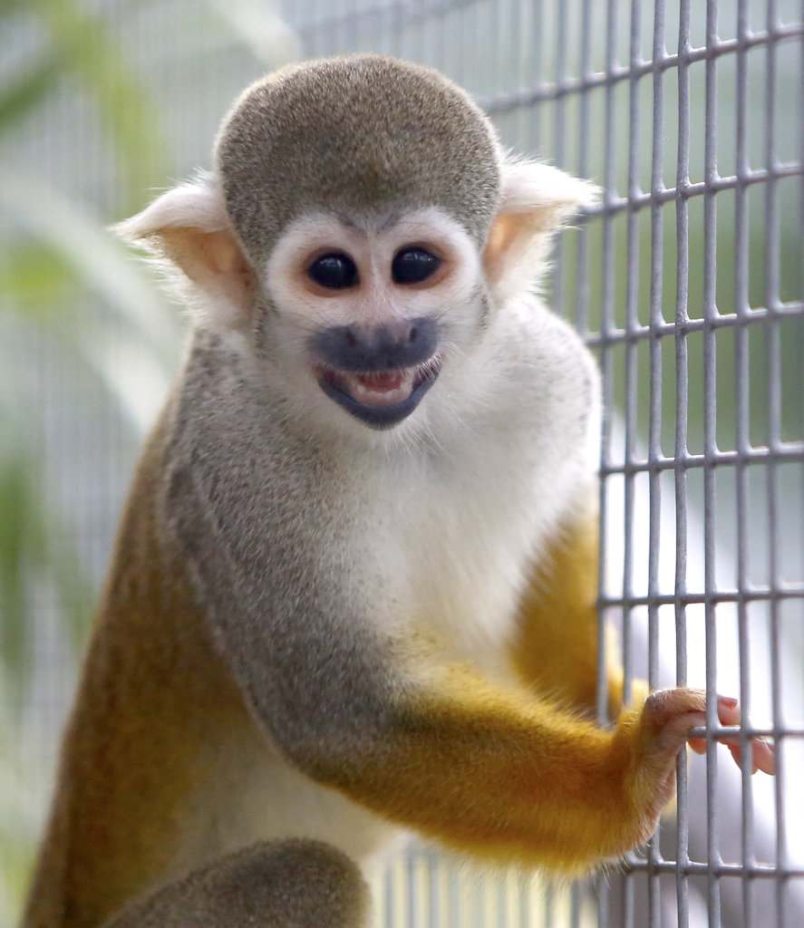 Fruit Trees for Monkeys Released from Research - GlobalGiving