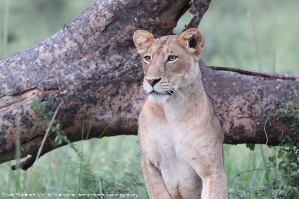 Donate to Protecting Lions in Uganda - GlobalGiving
