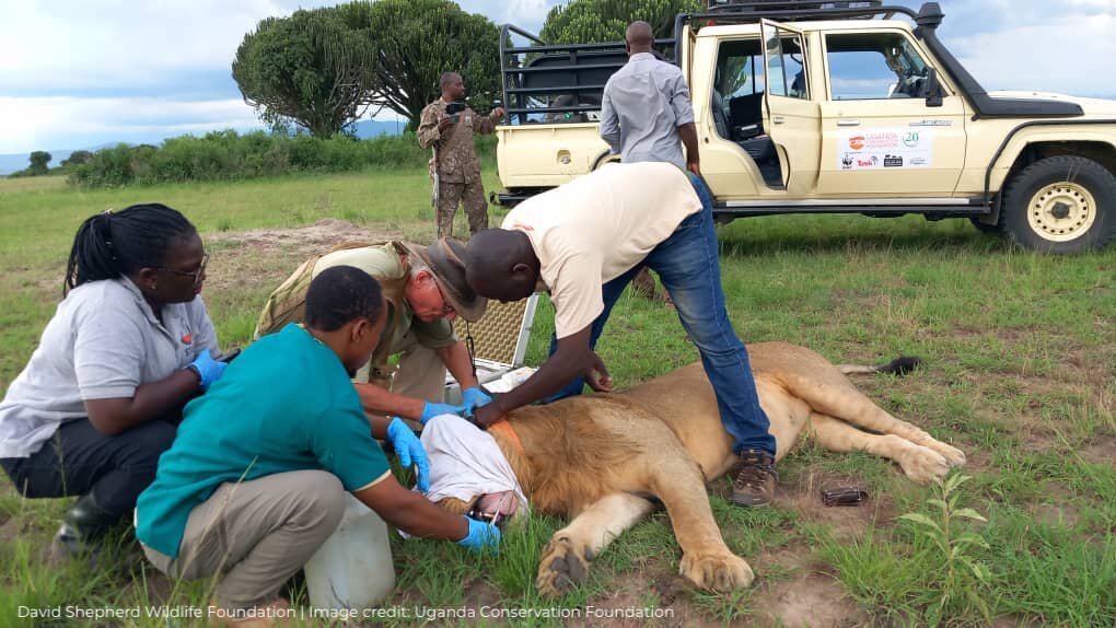 Donate to Protecting Lions in Uganda - GlobalGiving