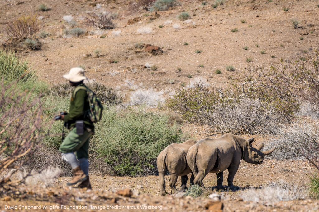 Protecting Rhinos - GlobalGiving