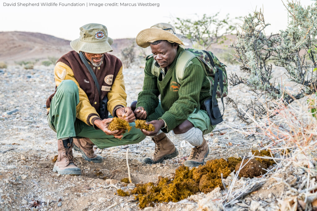 Wildlife Rangers - GlobalGiving