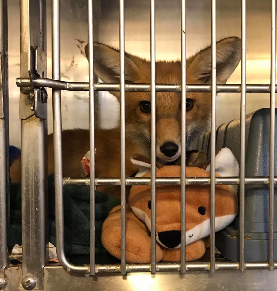 Equipment For Wildlife Rescue and Rehab - GlobalGiving
