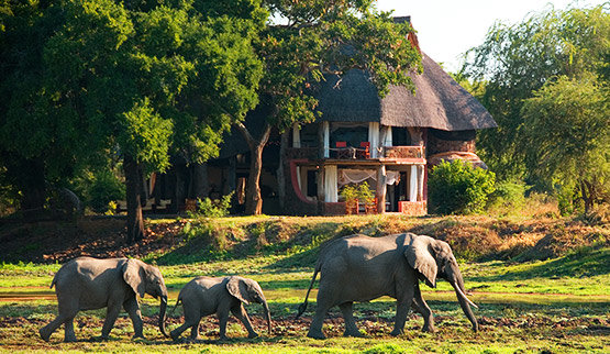 SAVE AFRICAN WILDLIFE AND FORESTS NOW PROJECT - GlobalGiving